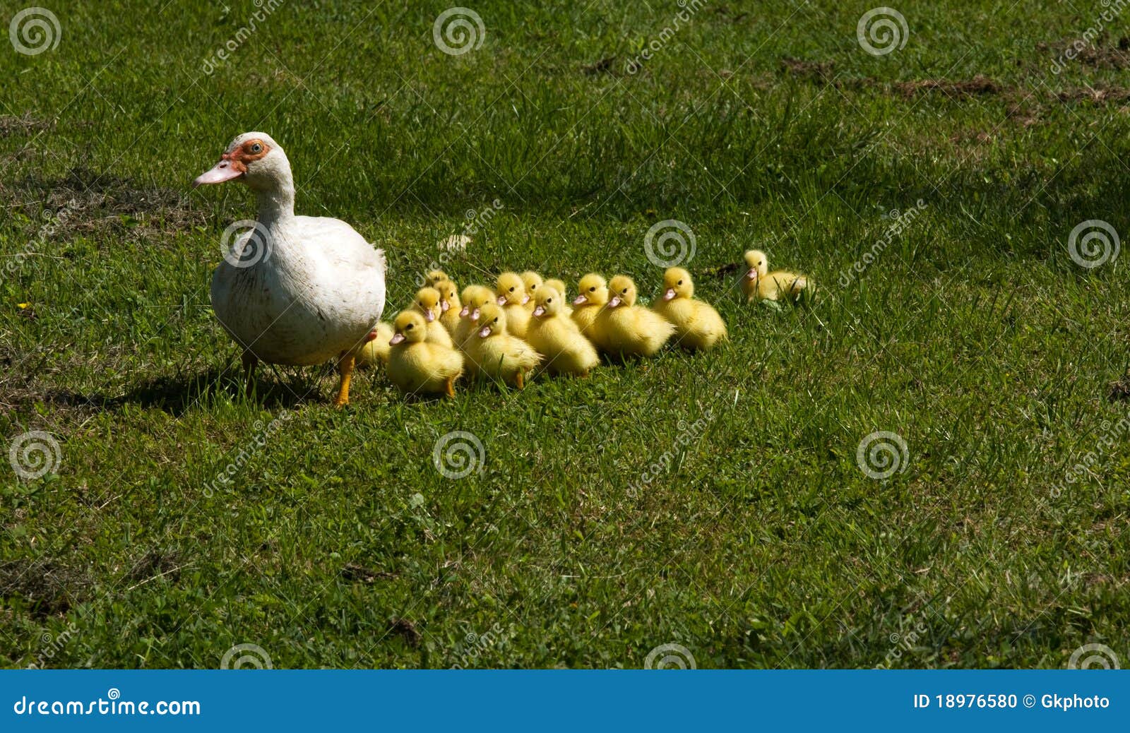 Little Ducklings. Many Children Duck At The Poultry Farm Royalty-Free ...