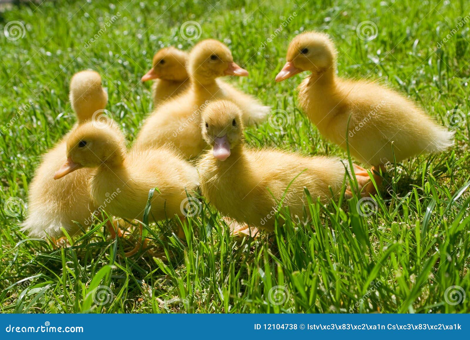 Little ducks stock photo. Image of growth, rural, lovely - 12104738
