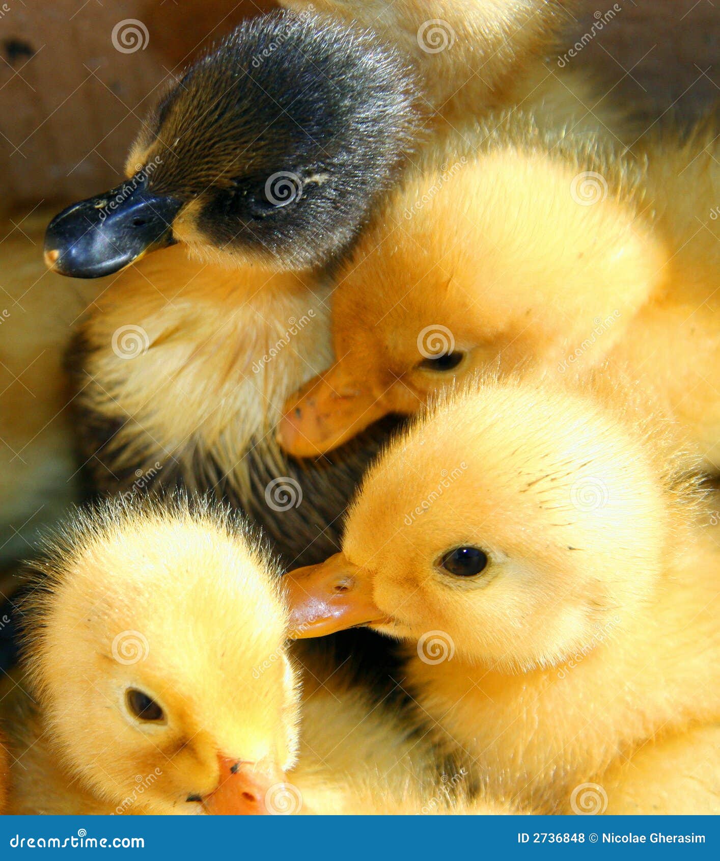 Little ducks stock photo. Image of cluster, pile, details - 2736848