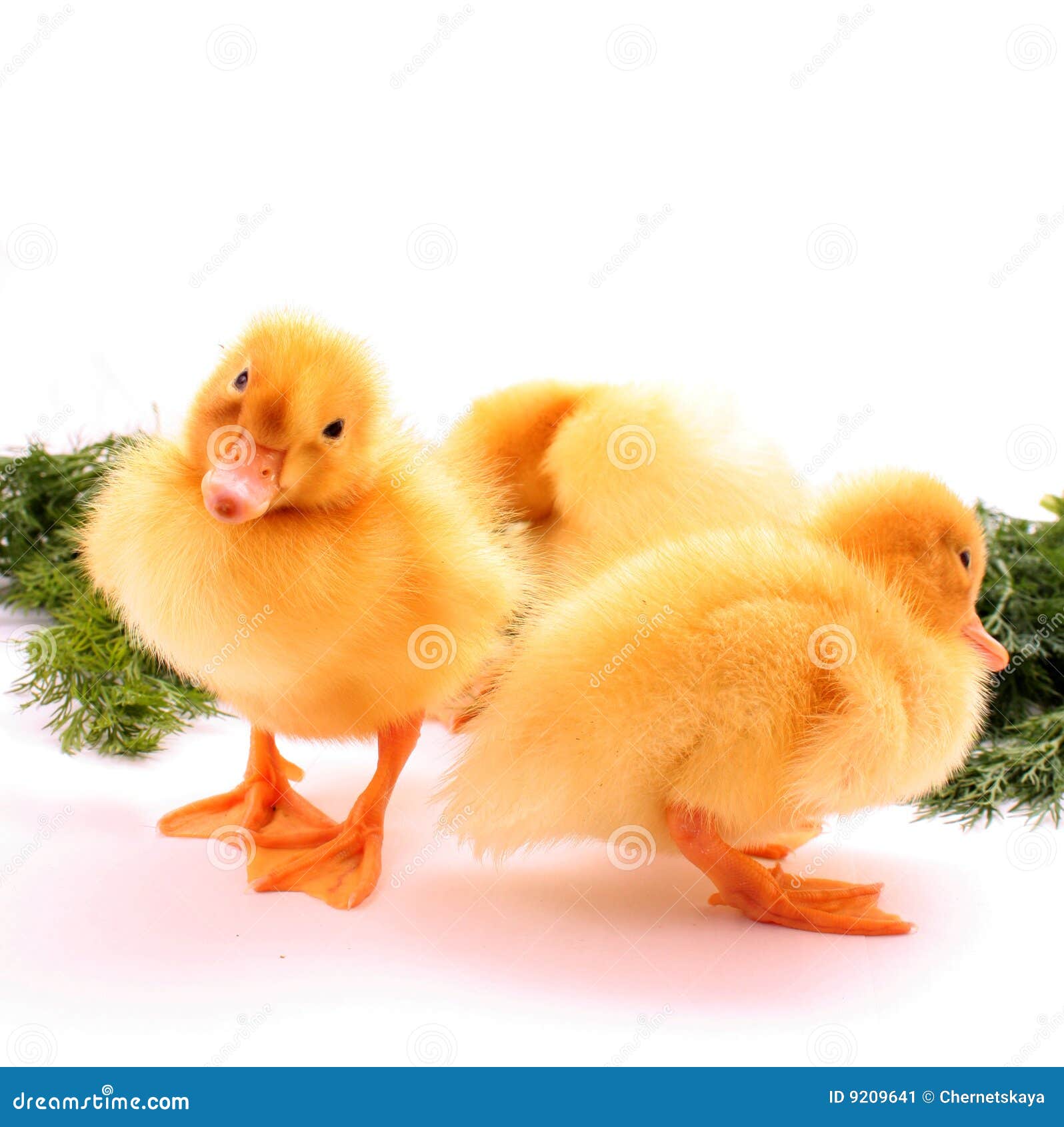 Little ducks stock image. Image of brother, food, feathers - 9209641