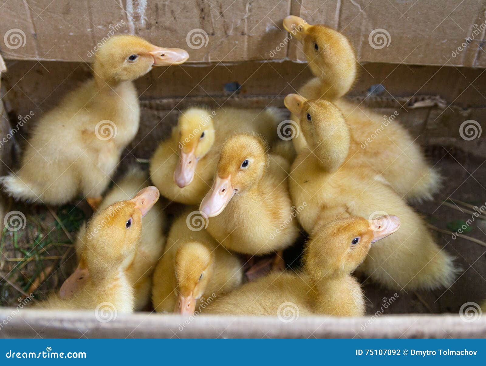 Little Ducks are in a Cardboard Box Stock Photo - Image of grow ...