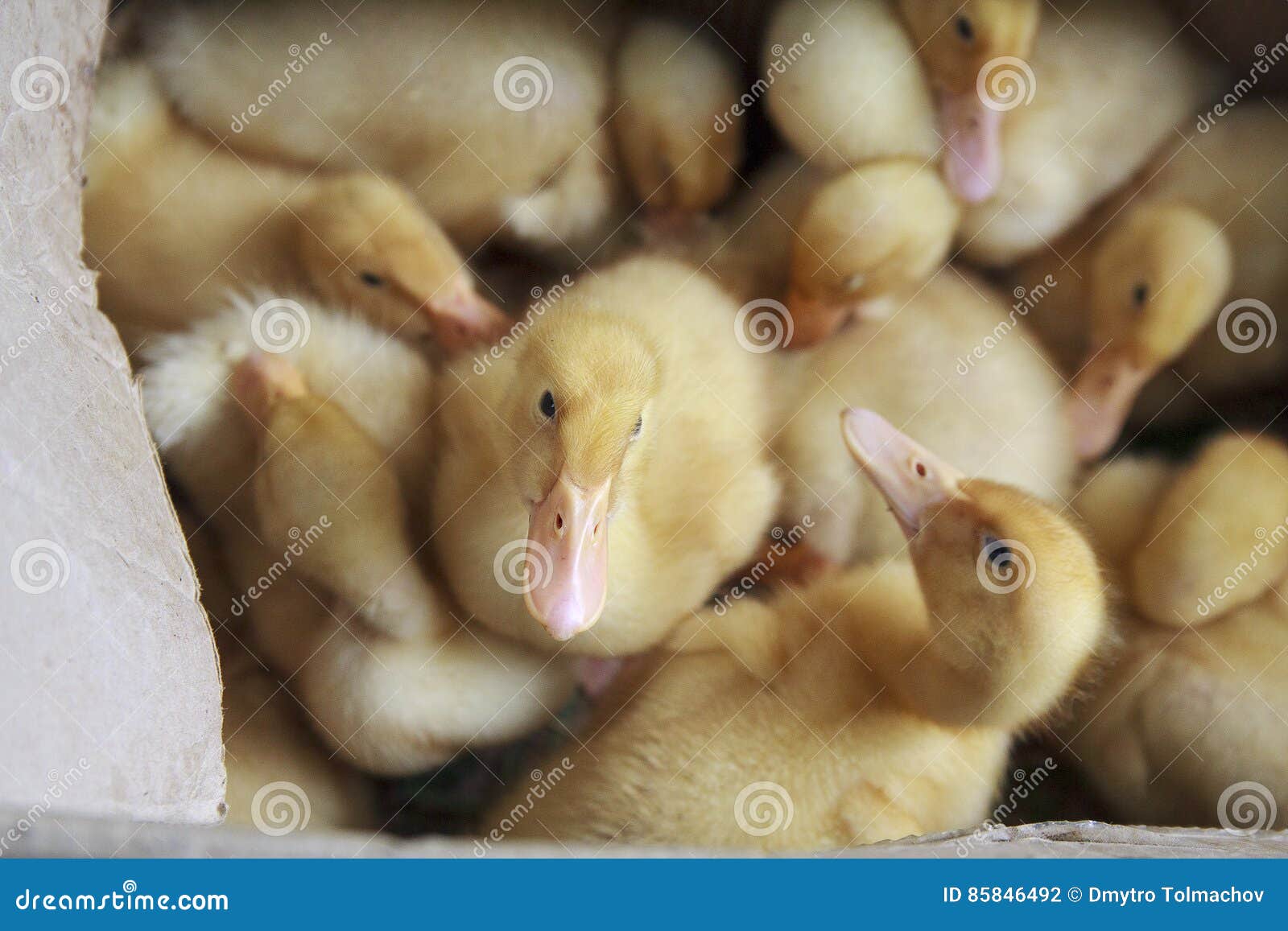 Little Ducks are in a Cardboard Box Stock Photo - Image of duckling ...