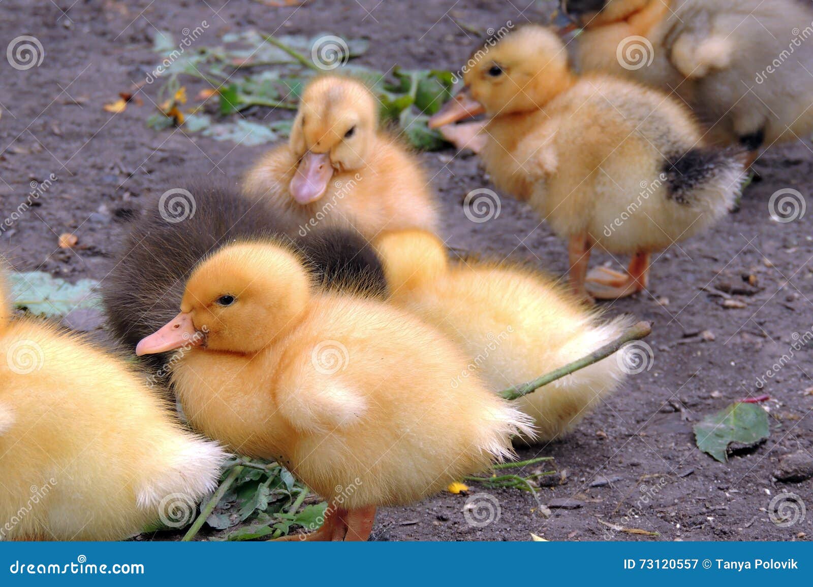 Little ducks stock image. Image of beak, cute, group - 73120557
