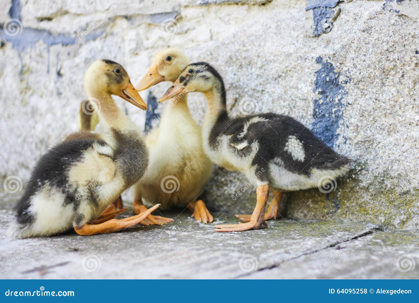 Little ducks stock photo. Image of fine, spring, little - 64095258