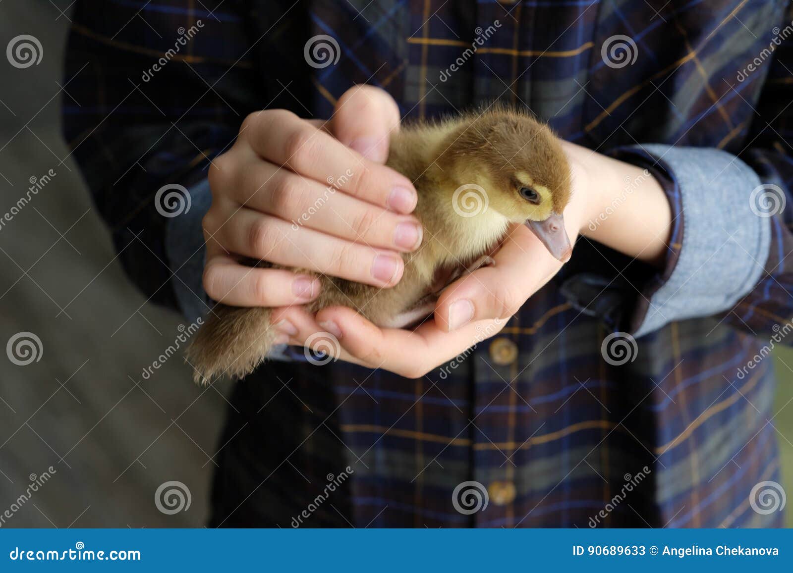 Little ducks stock image. Image of hands, funny, little - 90689633