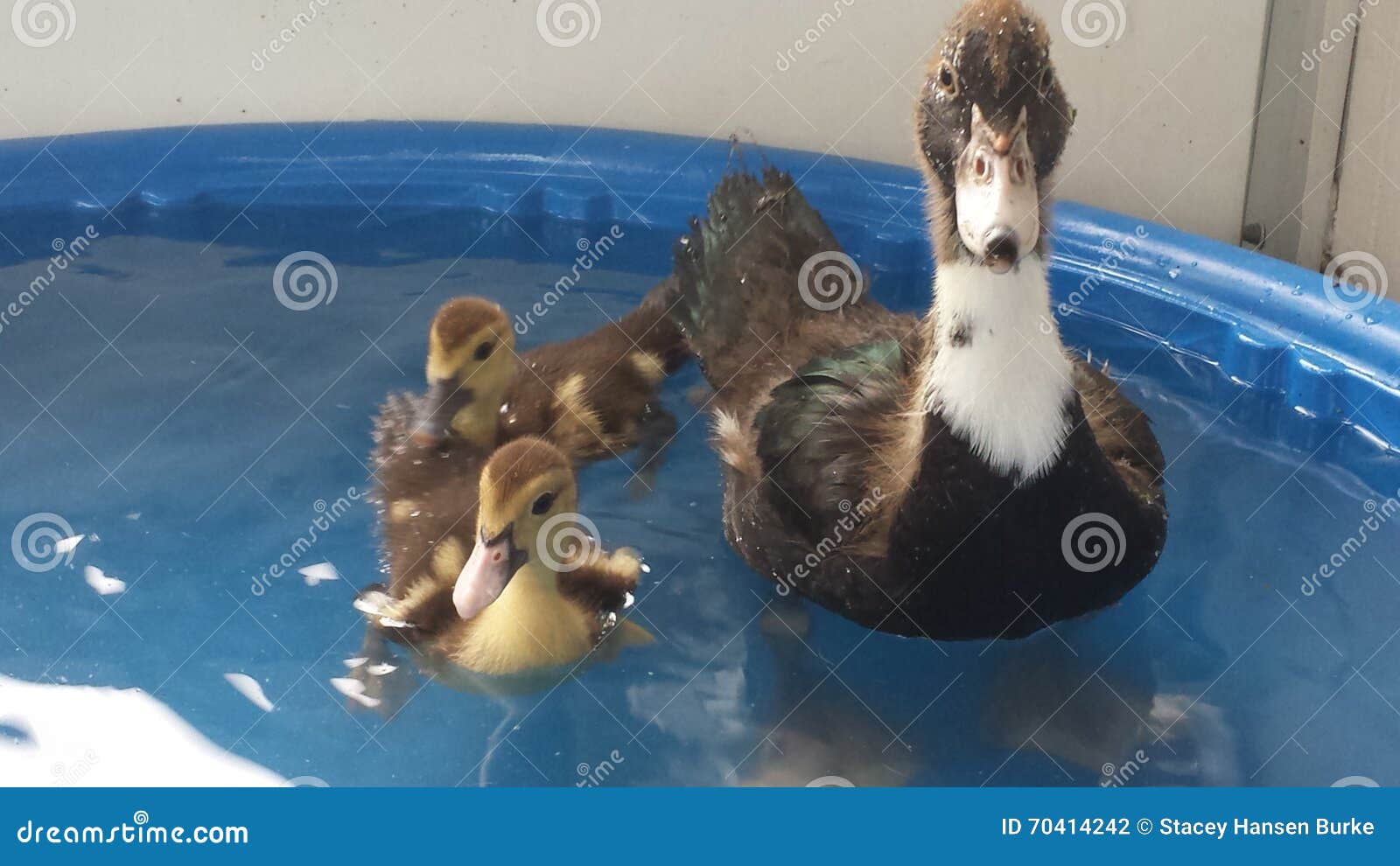 3 little duckys stock photo. Image of duckys, pool, ducks - 70414242