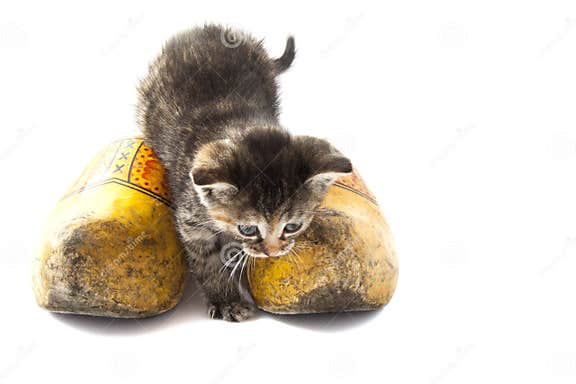 Little dutch cat stock image. Image of domestic, cute - 27822543