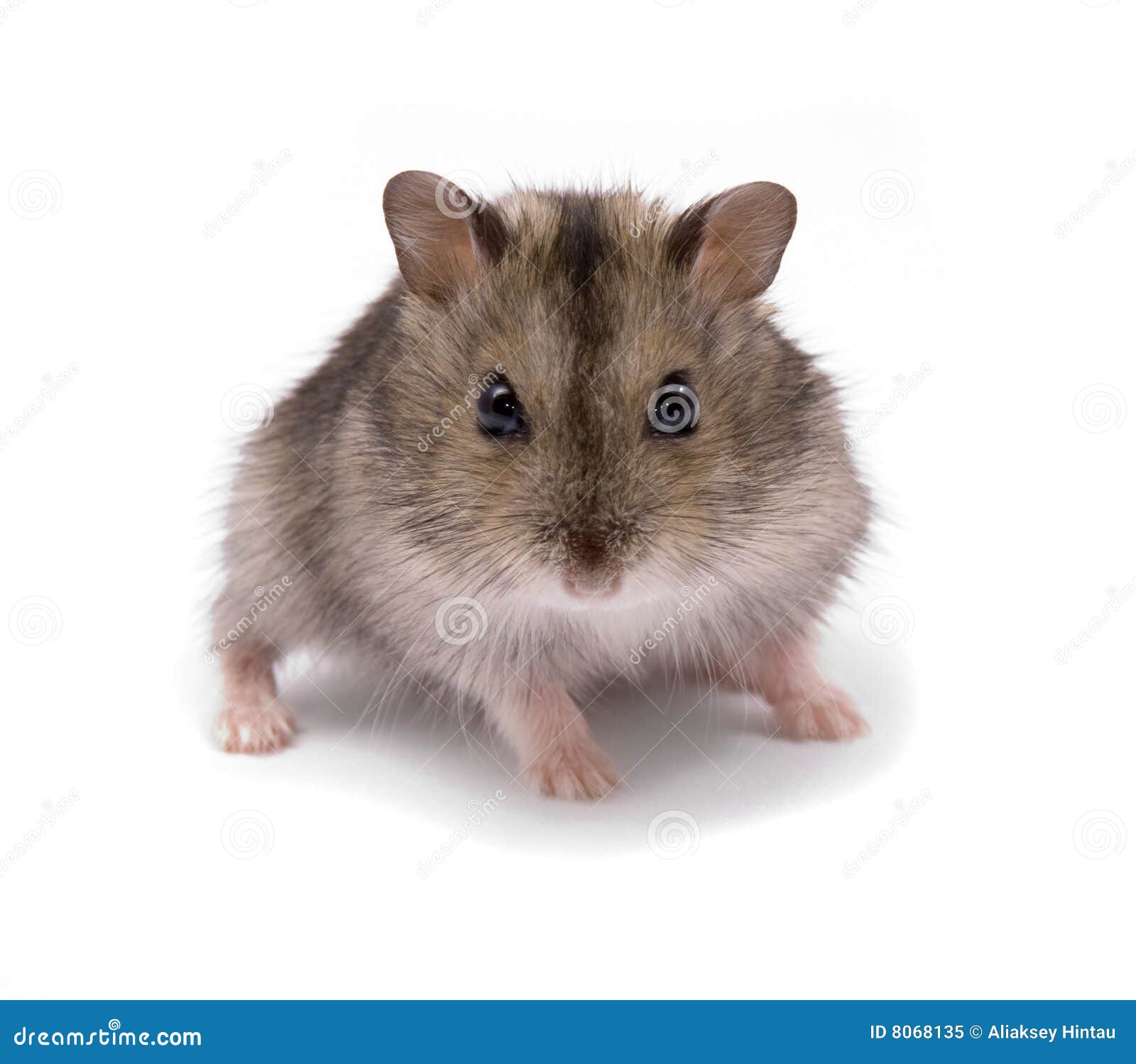 Dwarf Hamster Stock Photography | CartoonDealer.com #43530386