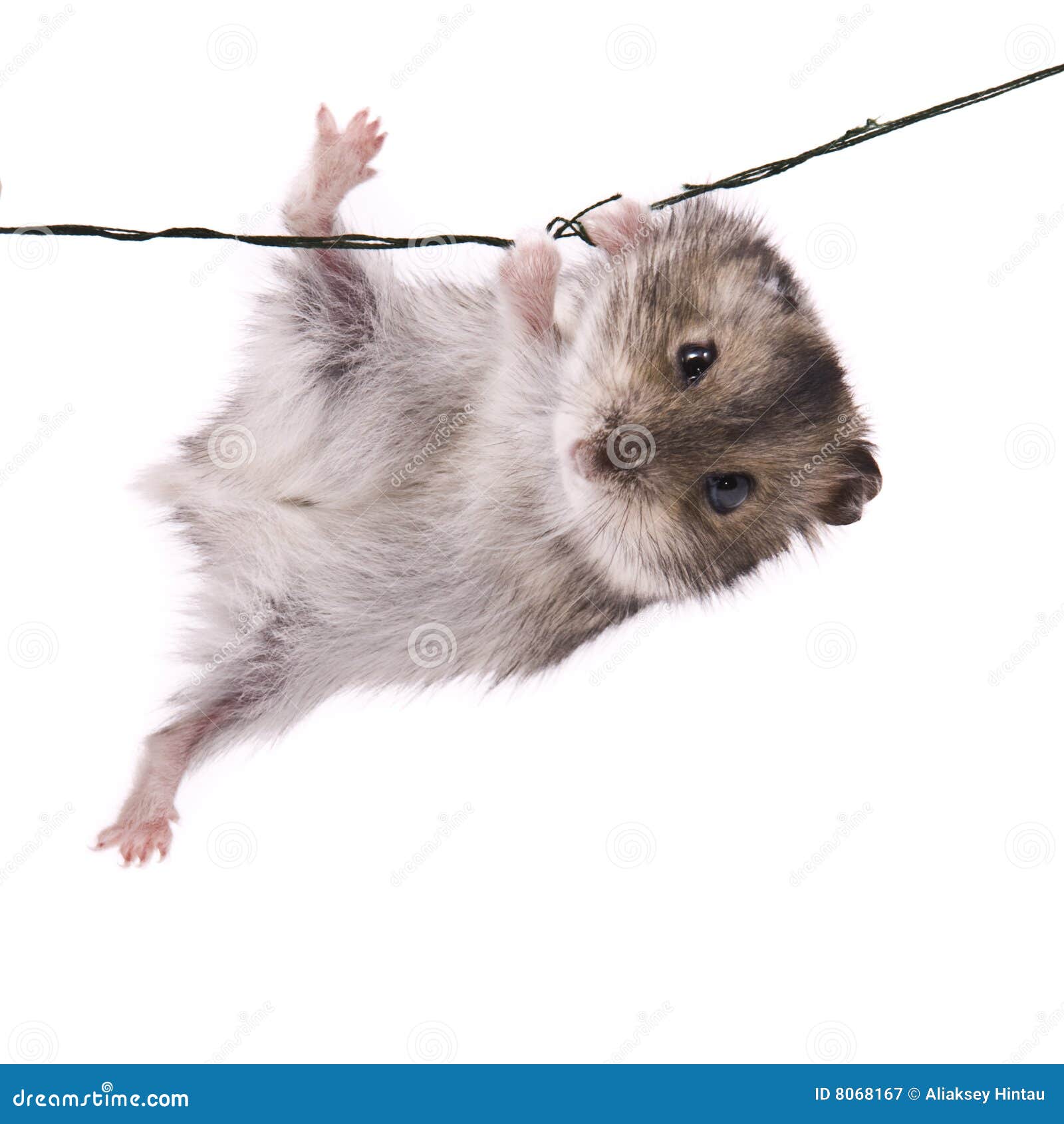 Little Baby Dwarf Hamster