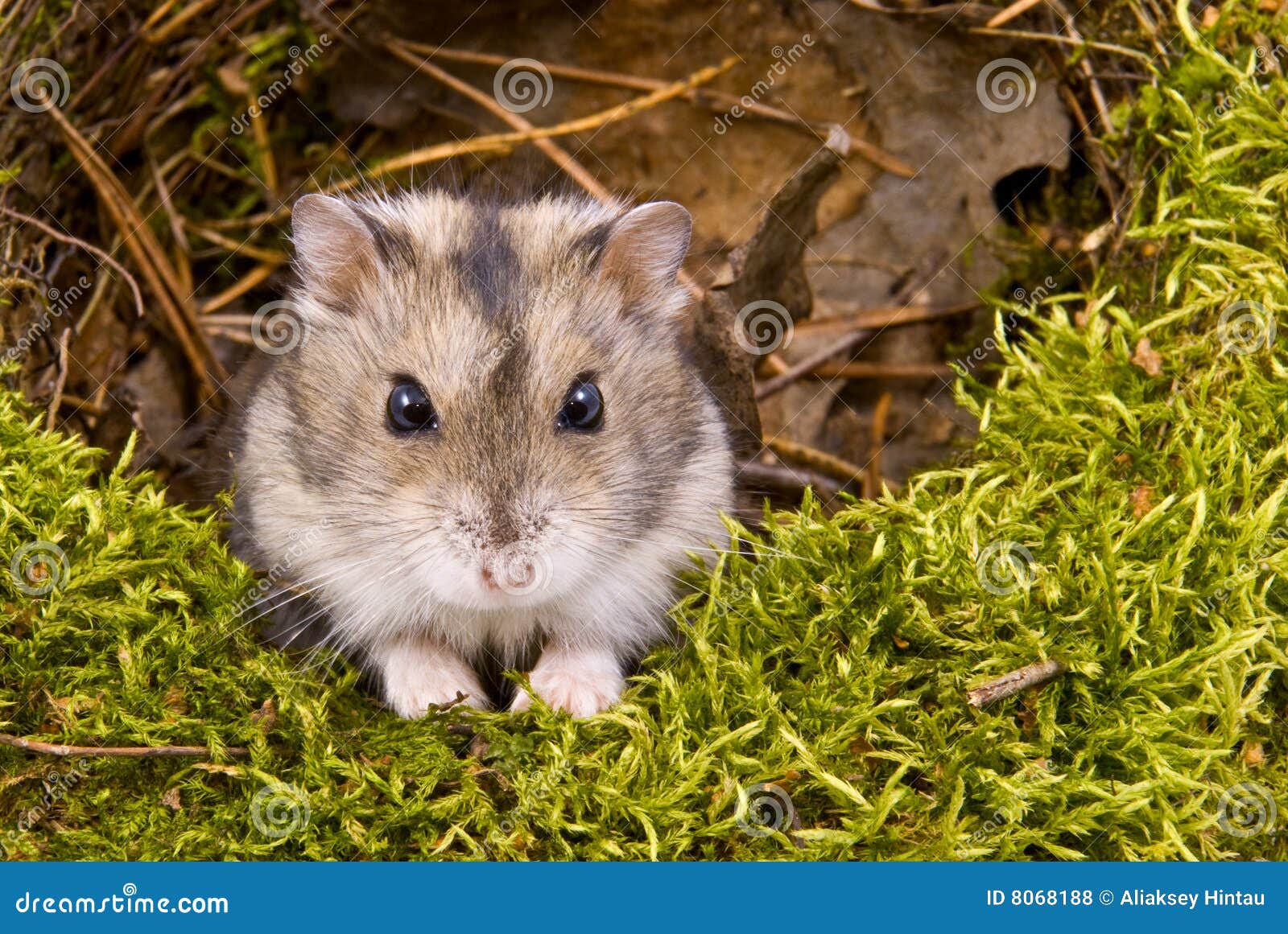 171 Hamster Nest Stock Photos - Free & Royalty-Free Stock Photos from ...