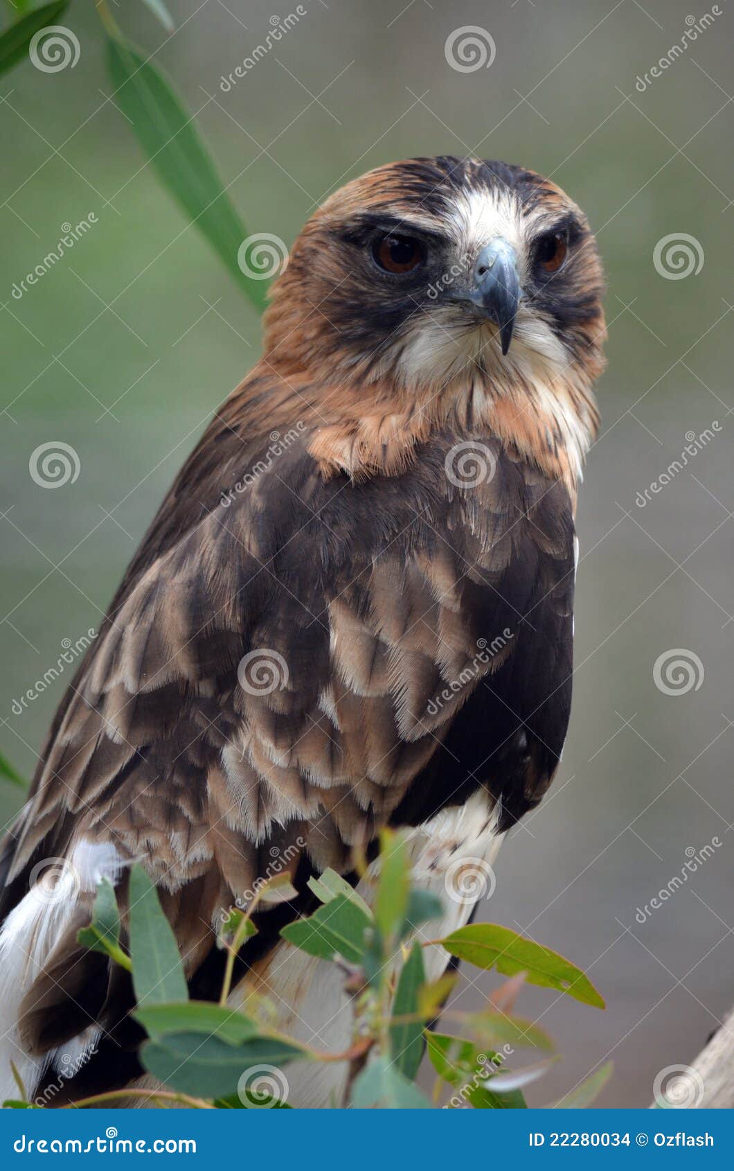 Little eagle stock photo. Image of wedge, eagle, native - 22280034