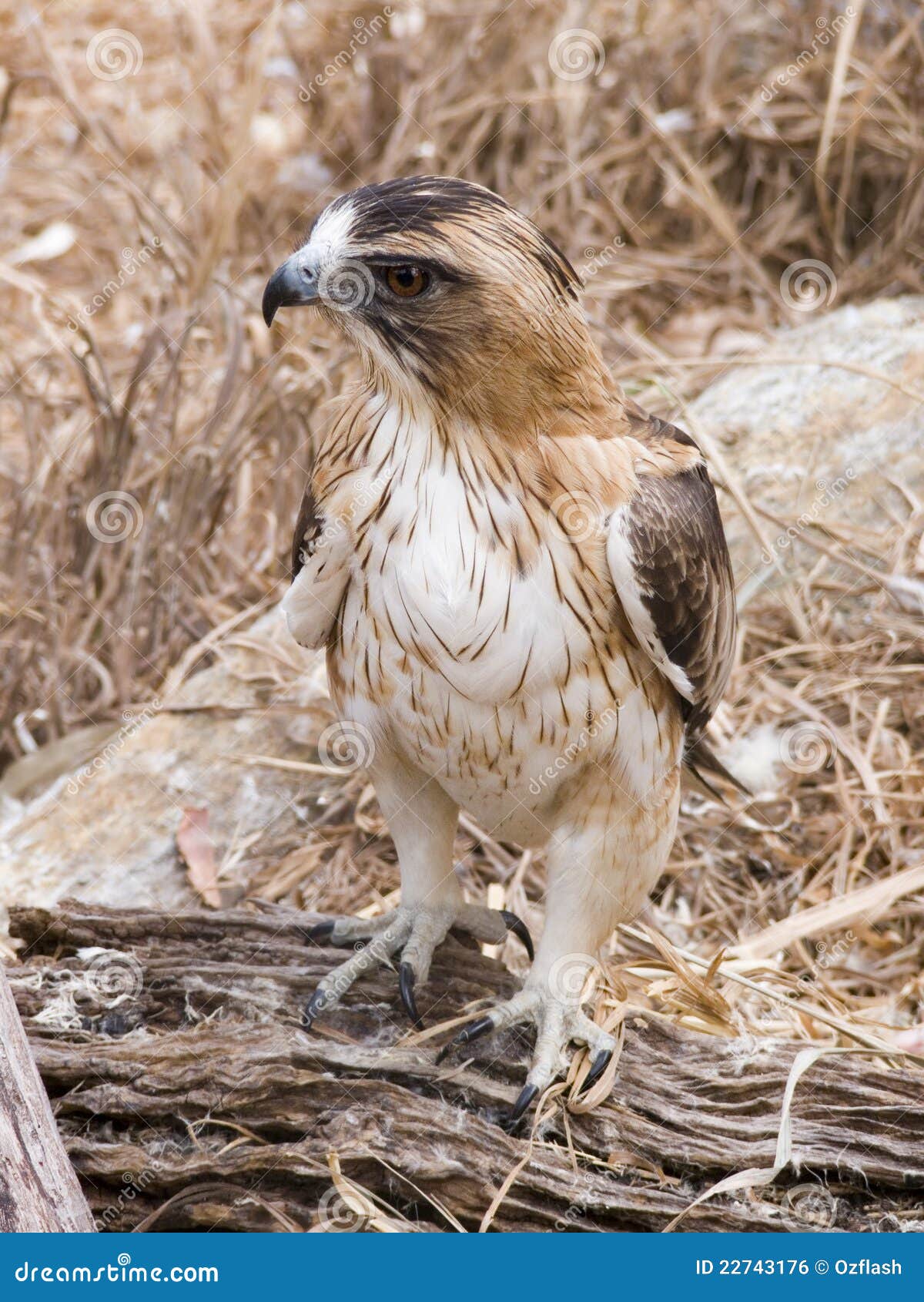 Little eagle stock photo. Image of ground, native, majestic - 22743176