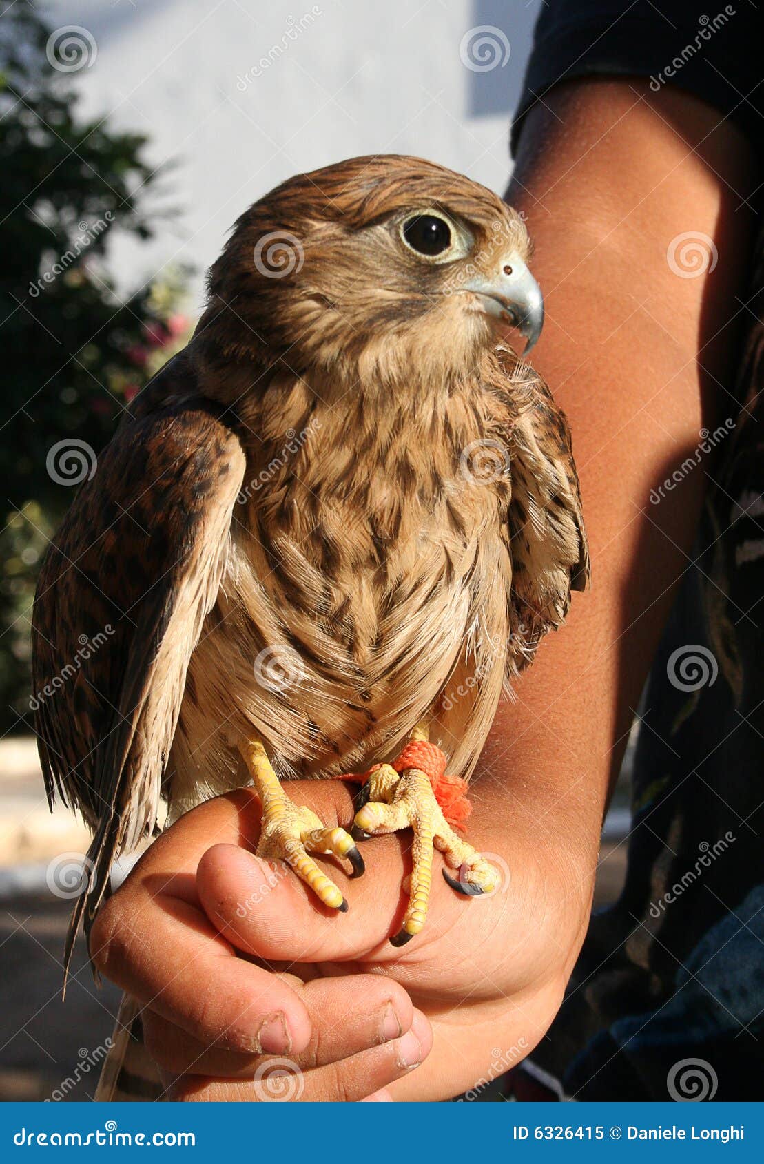 Little eagle stock image. Image of portrait, fluffy, majestic - 6326415