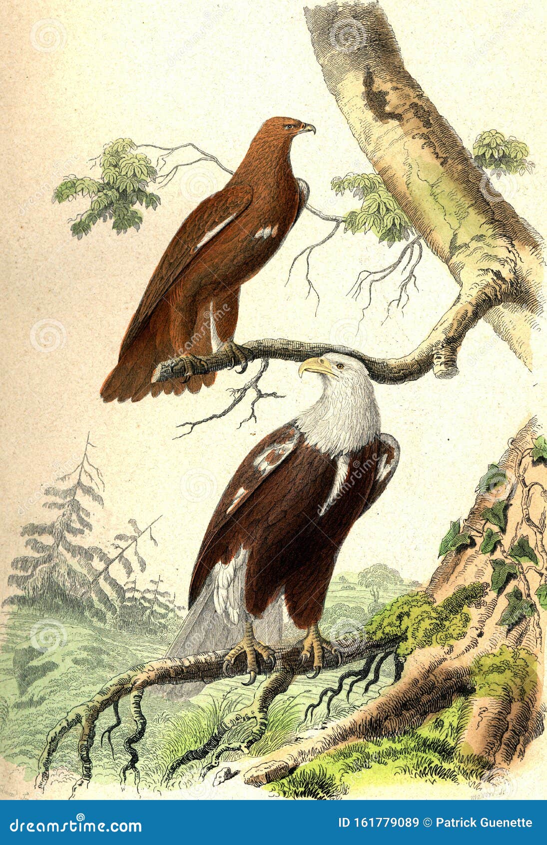 The Little Eagle or Eagle Screaming, the Eagle, Vintage Engraving Stock ...