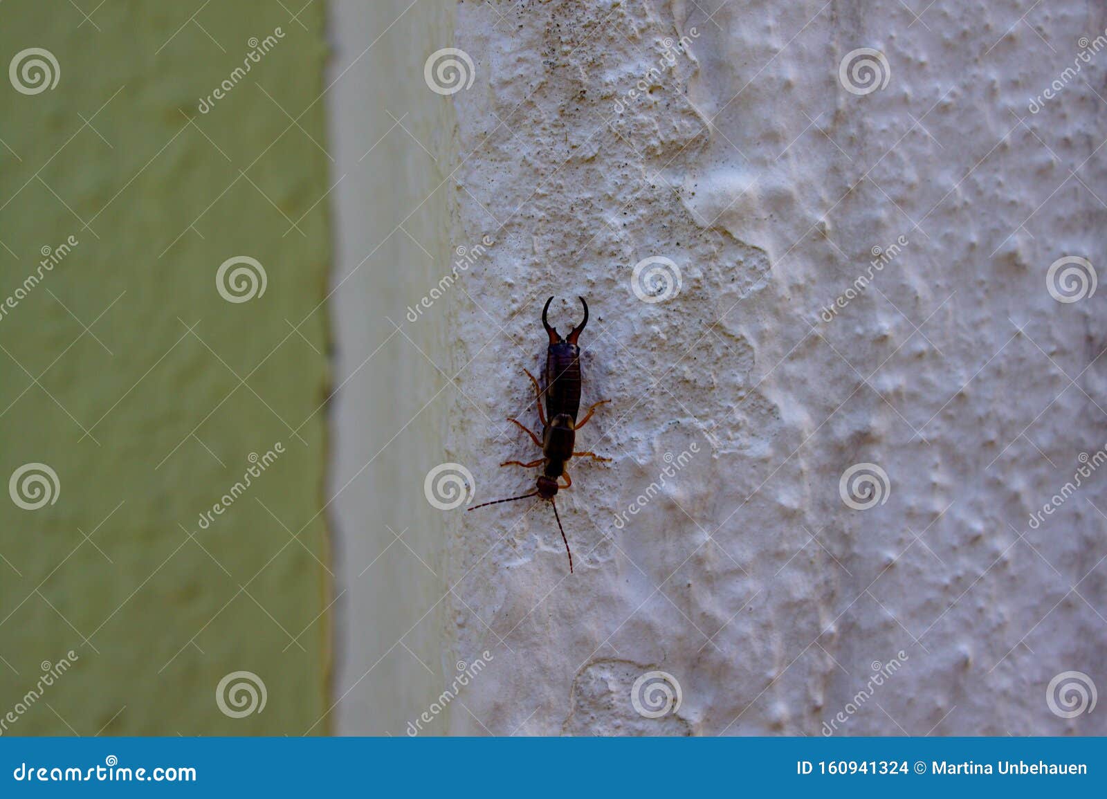 Little Earwig on a Housewall Stock Photo - Image of nature, wall: 160941324