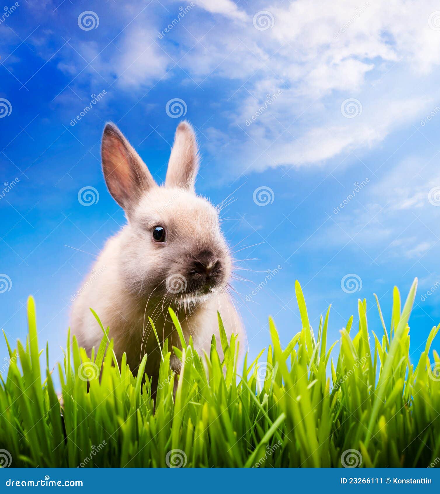 Little Easter Bunny on Green Grass Stock Image - Image of background ...