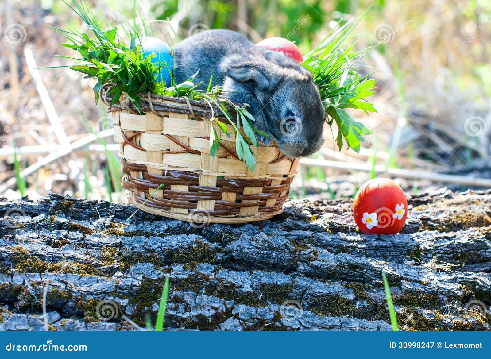 Little Easter Bunny Sitting in the Grass Stock Image - Image of ...