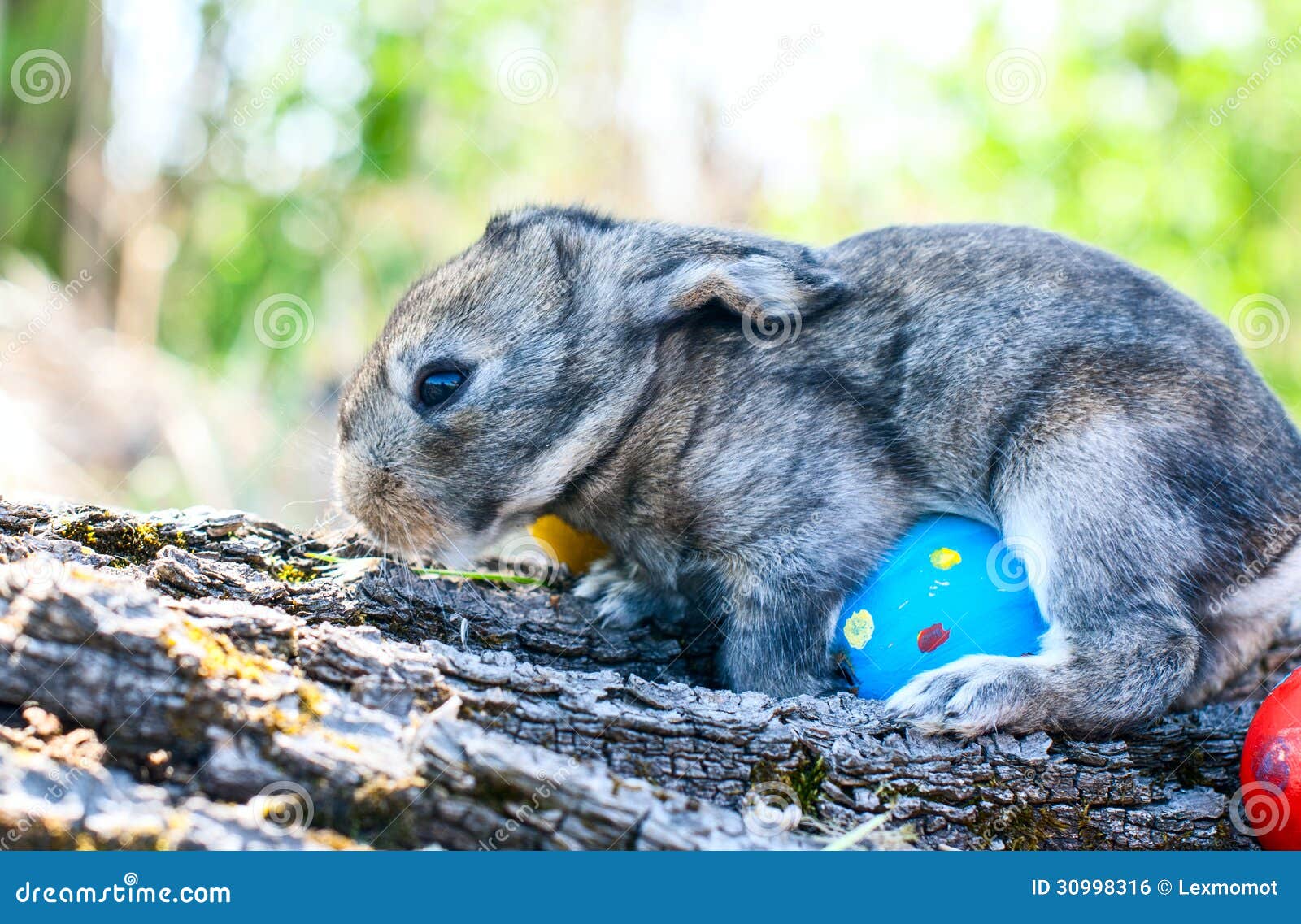 Little Easter Bunny Sitting in the Grass Stock Photo - Image of cute ...