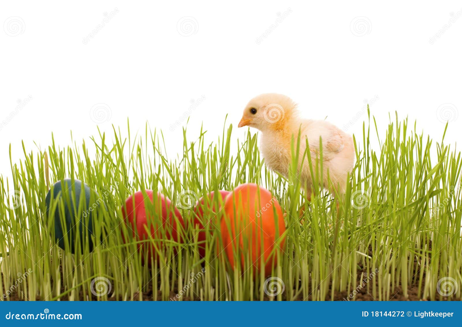 Little Easter Chick with Colorful Eggs Stock Photo - Image of growth ...
