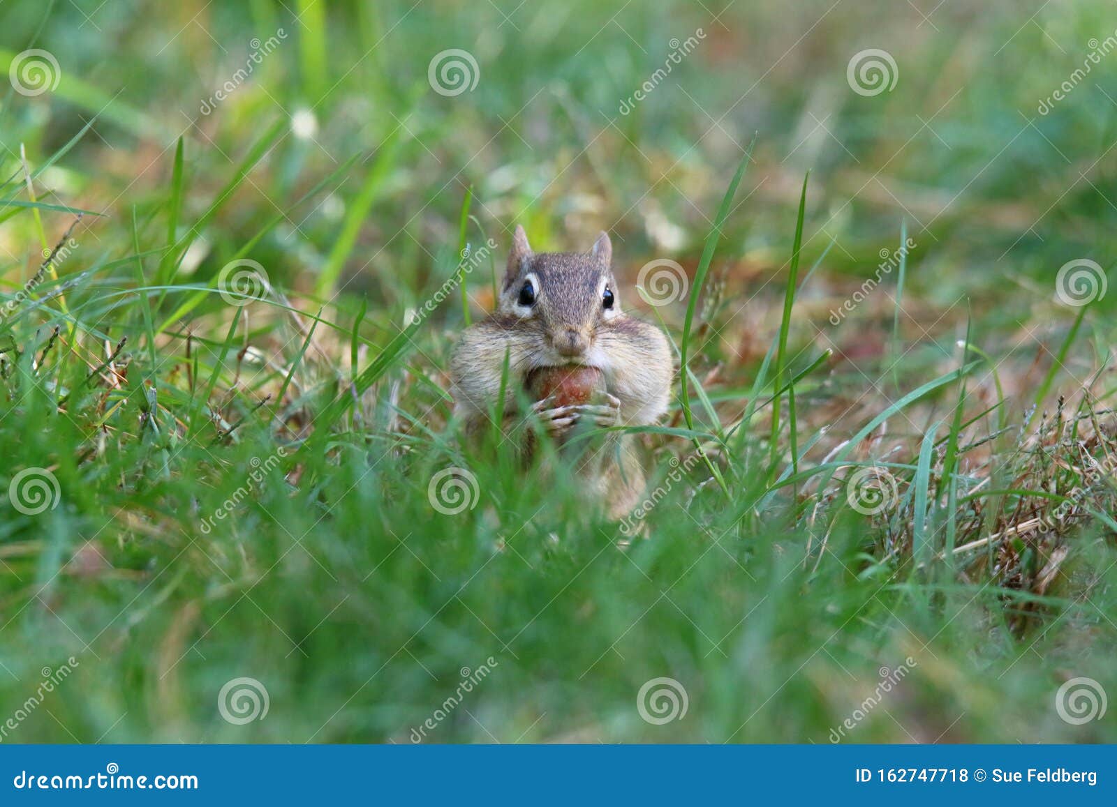 Little Eastern Chipmunk in Fall Eating an Acorn Stock Photo - Image of ...