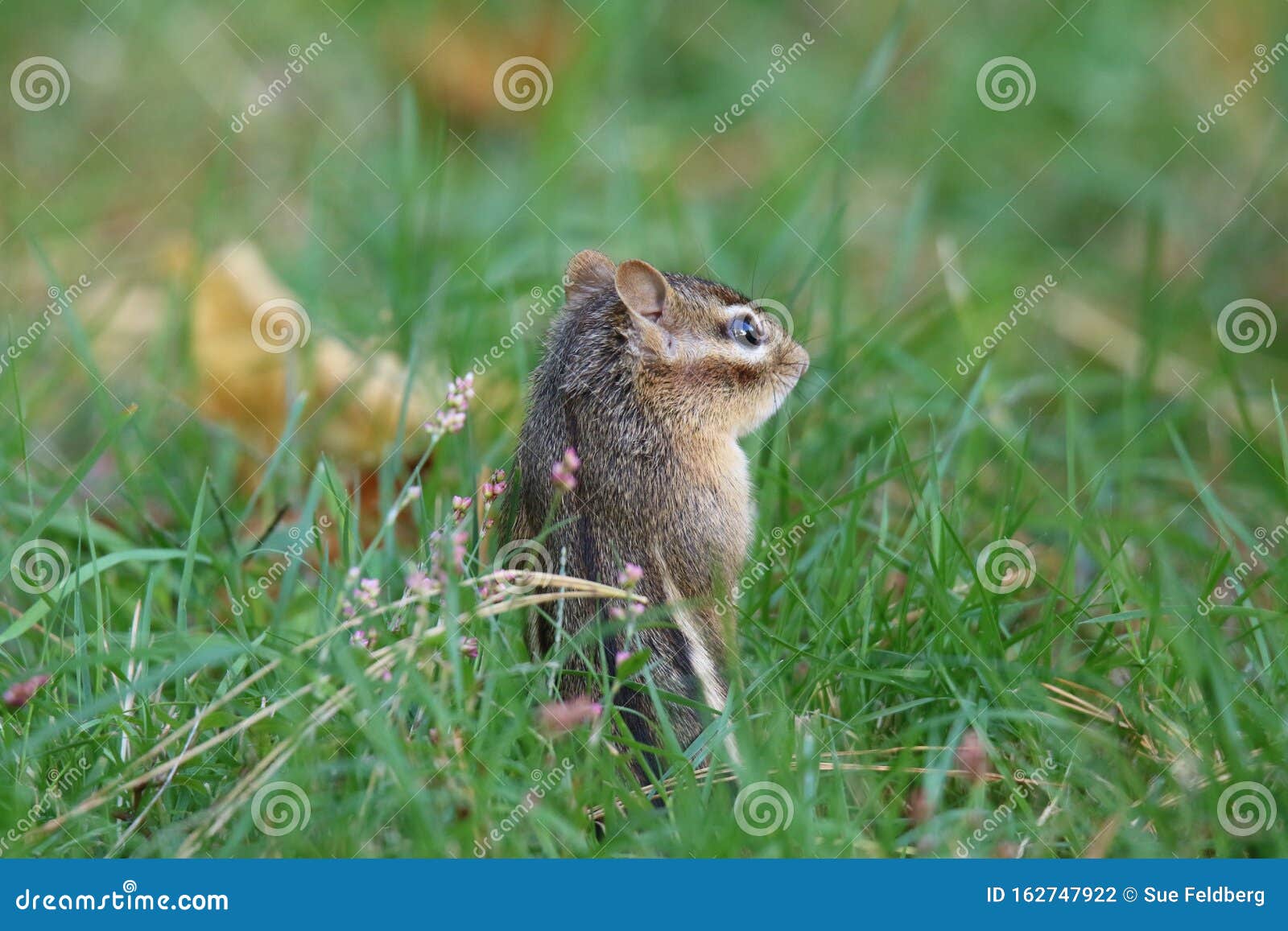 Little Eastern Chipmunk in Fall Hiding in the Grass Stock Photo - Image ...