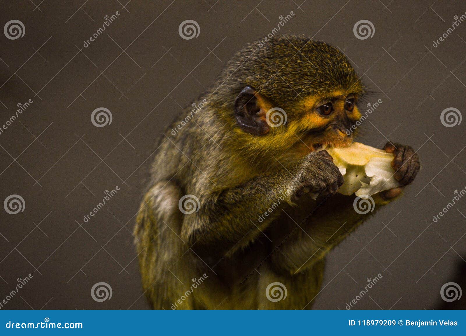 Little eating monkey stock image. Image of eating, animals - 118979209