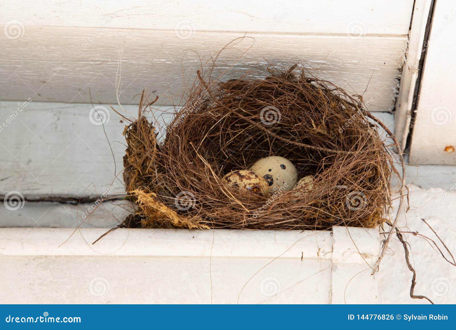 Little Egg Nest in Human Home Gutter Stock Photo - Image of branch ...