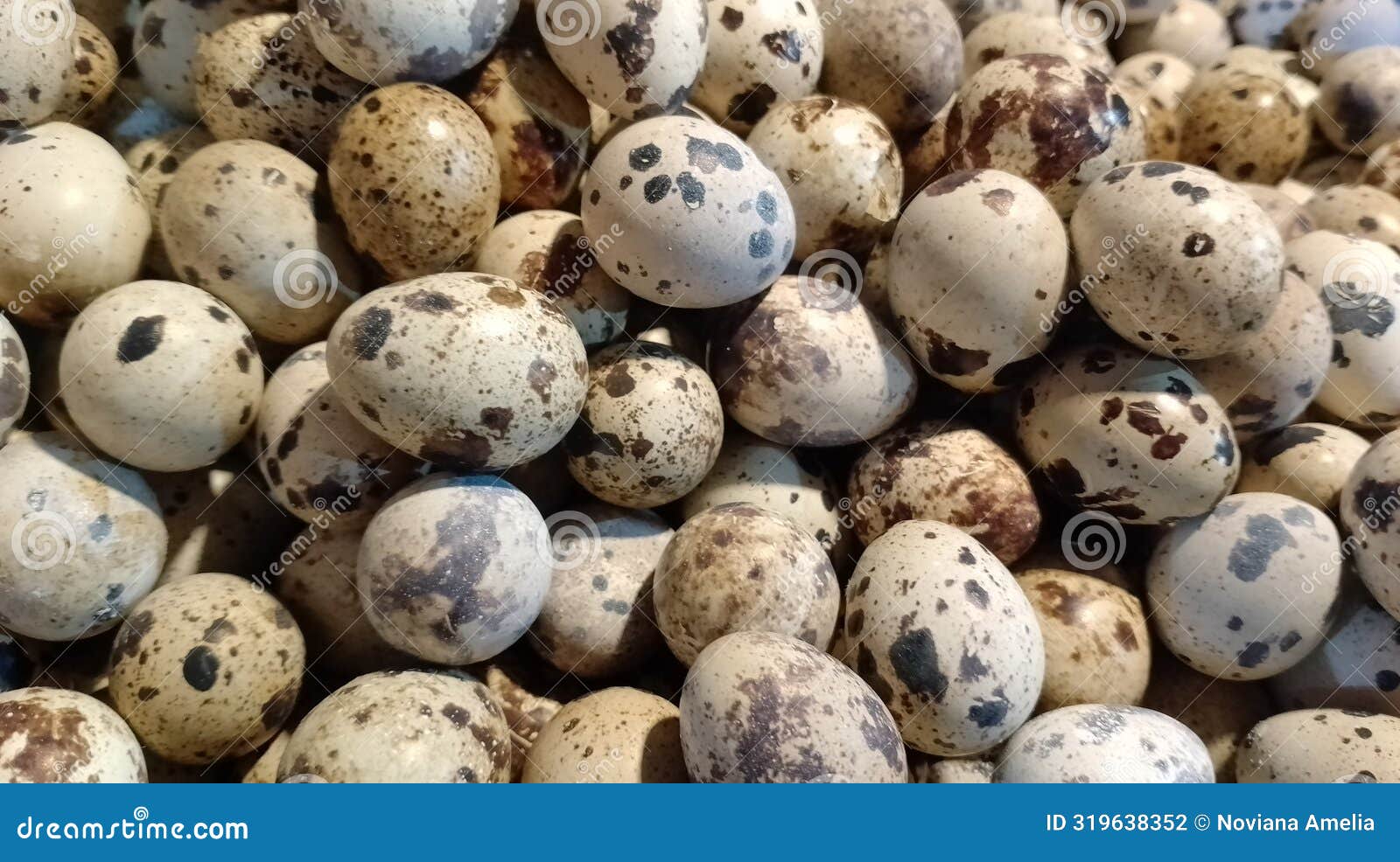 Little Egg with White and Black Spot Stock Photo - Image of black, spot ...