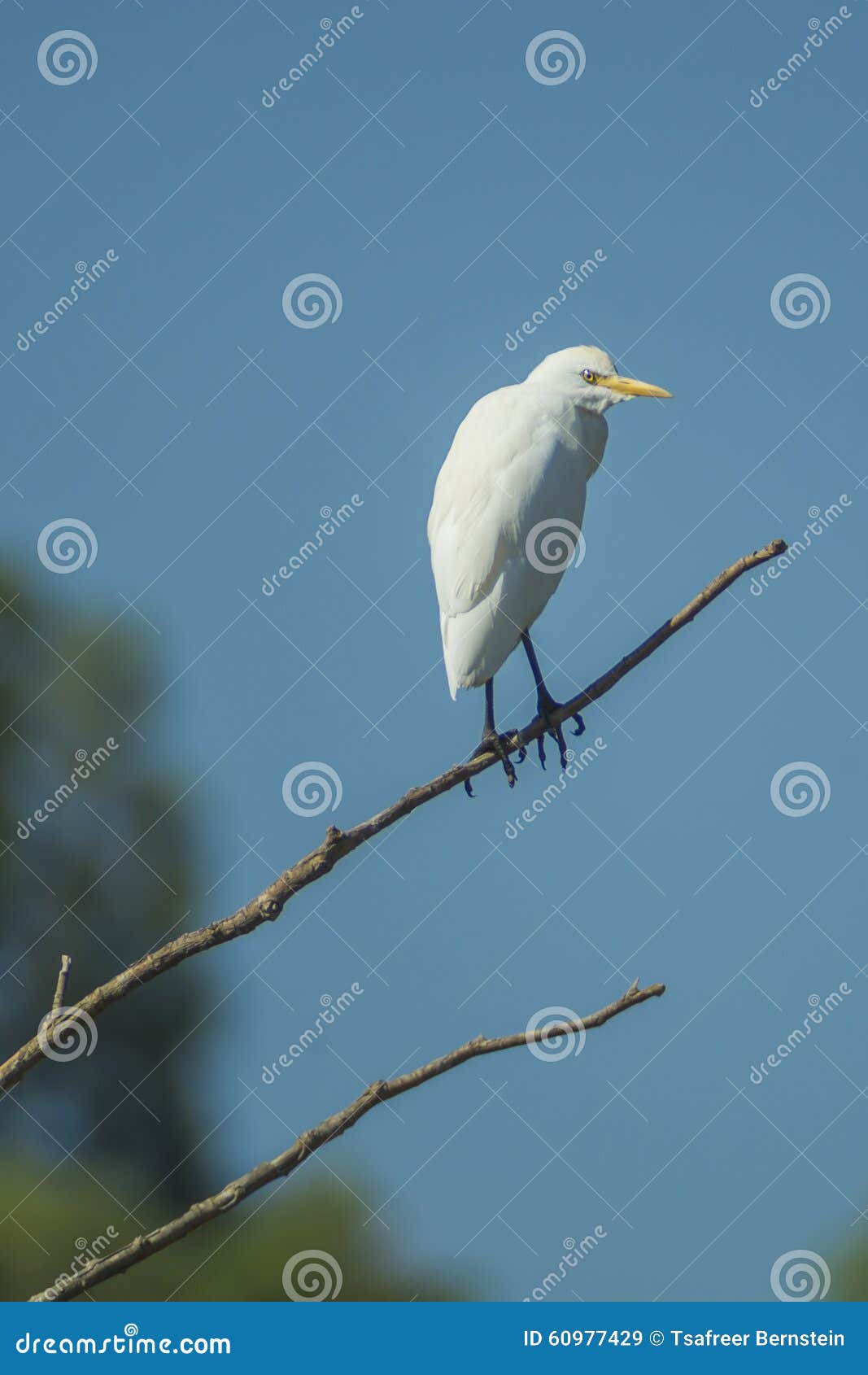 Little Egret ambush fish stock image. Image of natural - 60977429