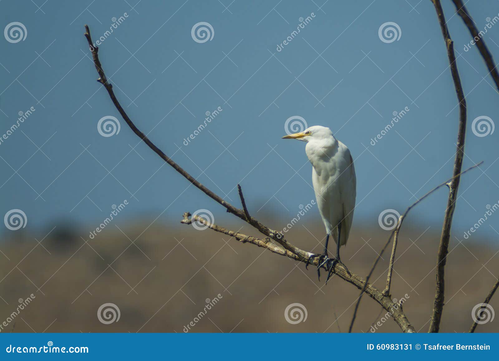 Little Egret ambush fish stock image. Image of garzetta - 60983131