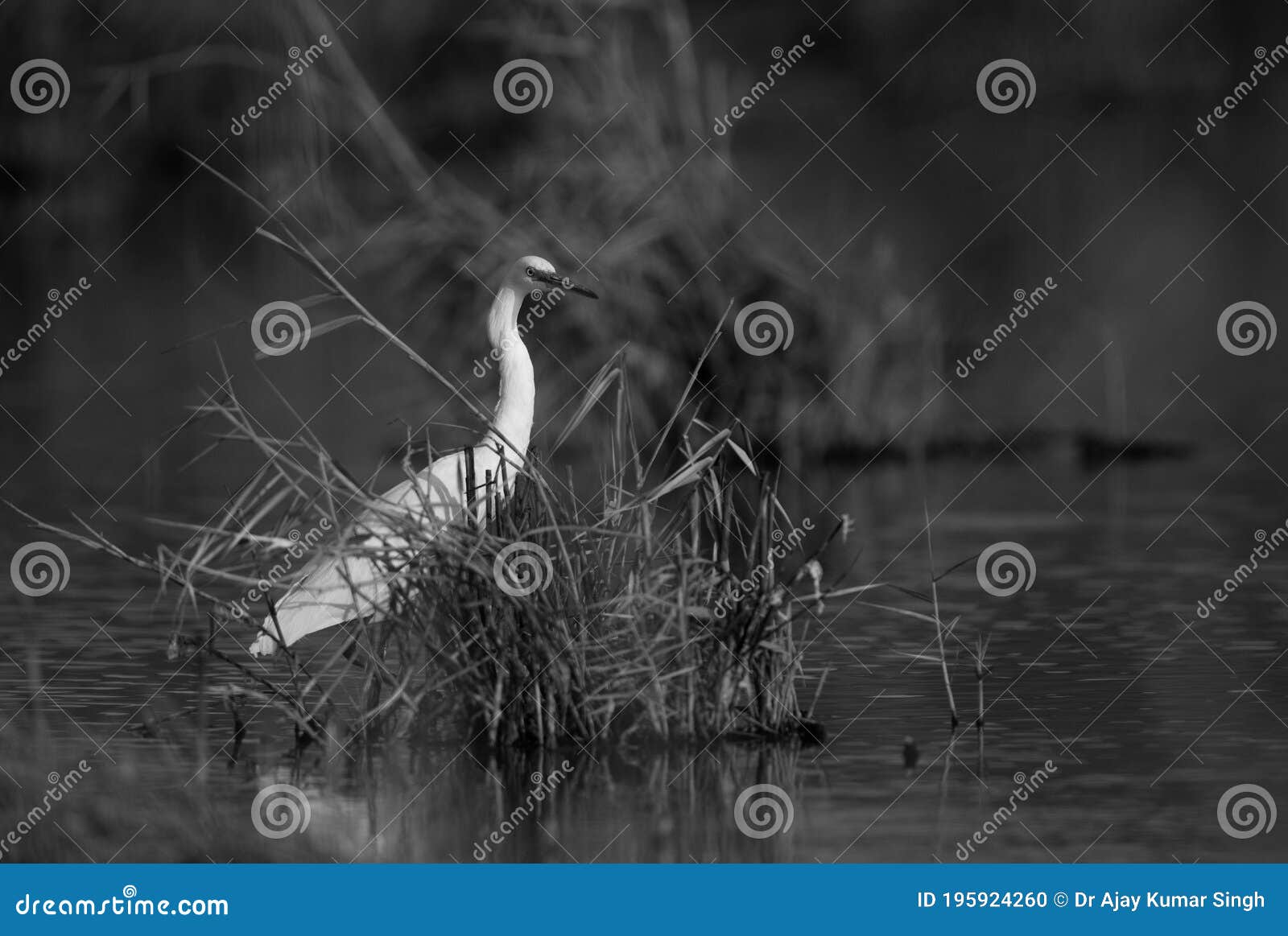 Little Egret at Asker Marsh, Bahrain Stock Photo - Image of beautiful ...