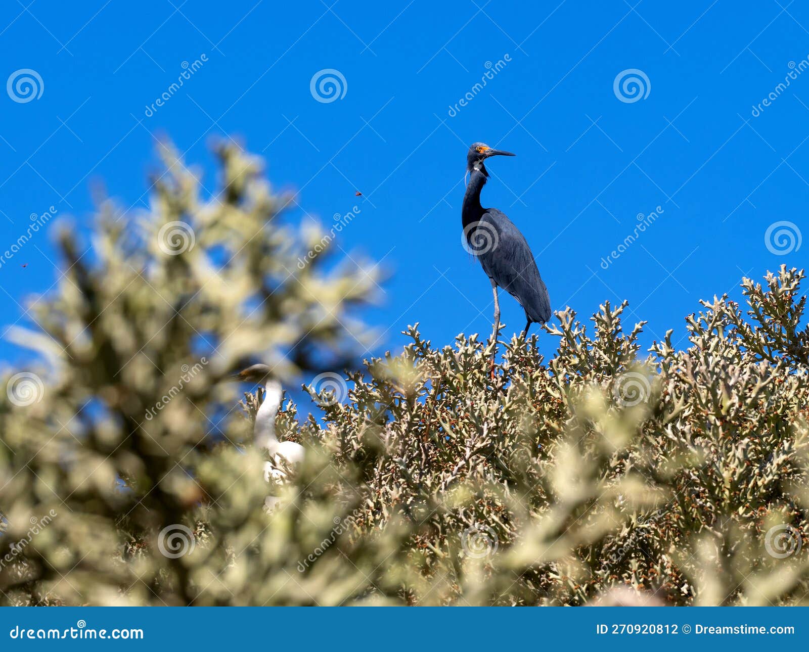 The Little Egret, Egretta Garzetta Dimorpha - Dark Morph.lands in the ...