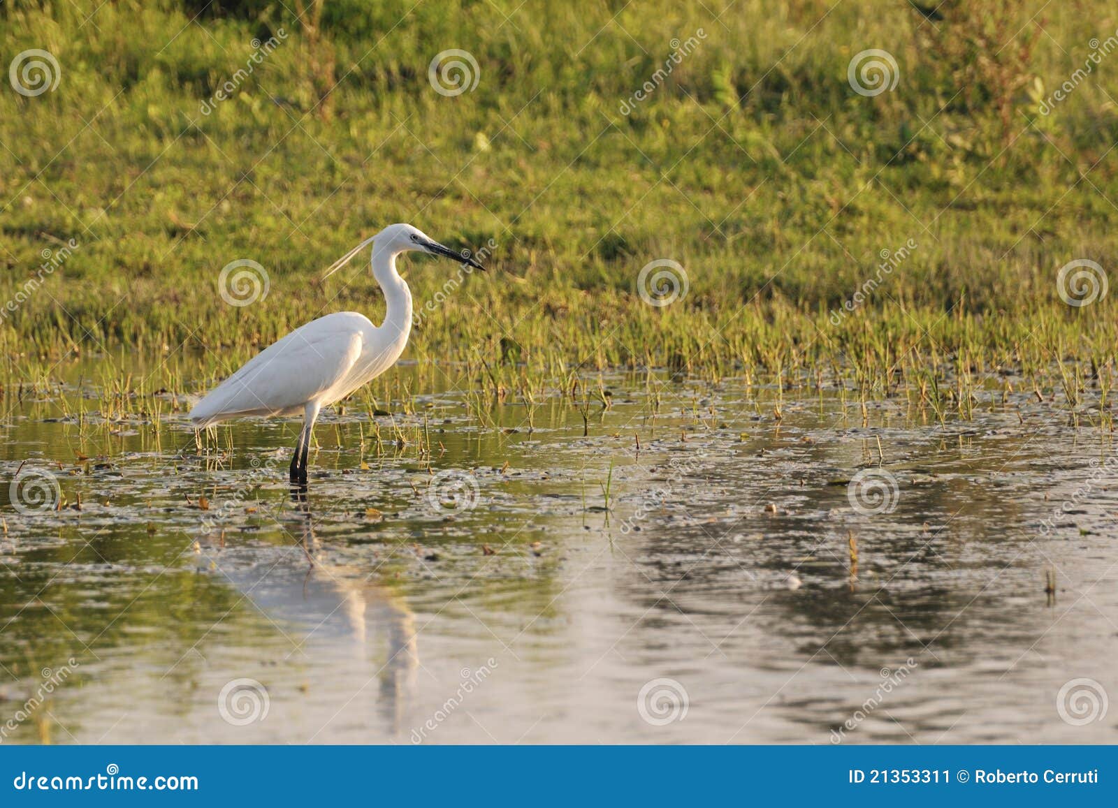 Little Egret (Egretta Garzetta) in Shallow Water Stock Image - Image of ...