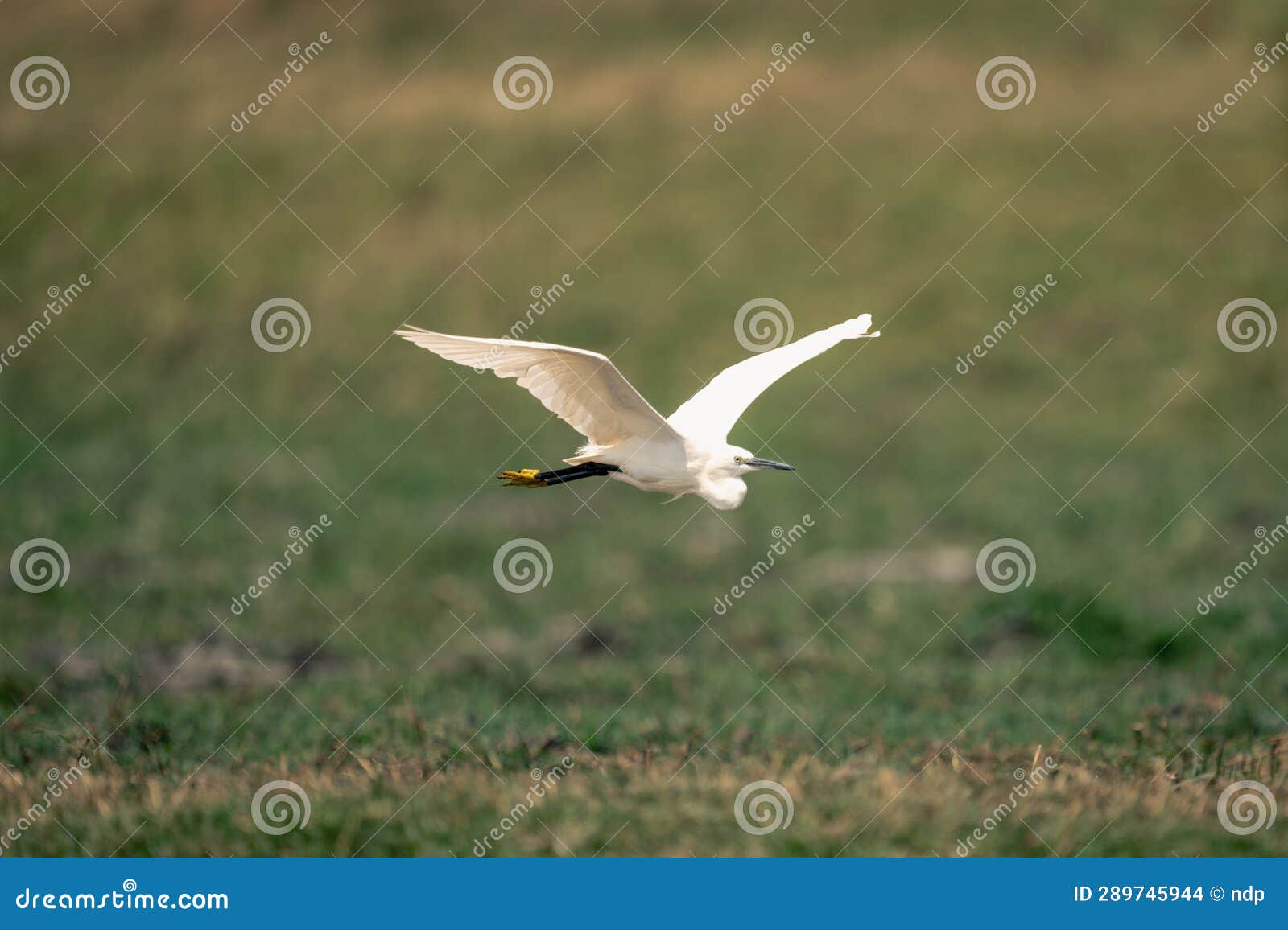 Little Egret Flies Across Grass Lifting Wings Stock Photo - Image of ...