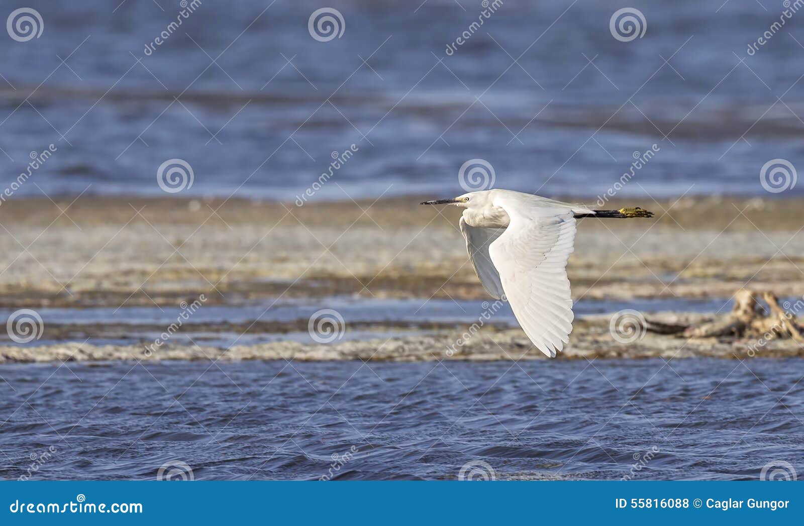 Little Egret in Flight stock photo. Image of nature, egret - 55816088