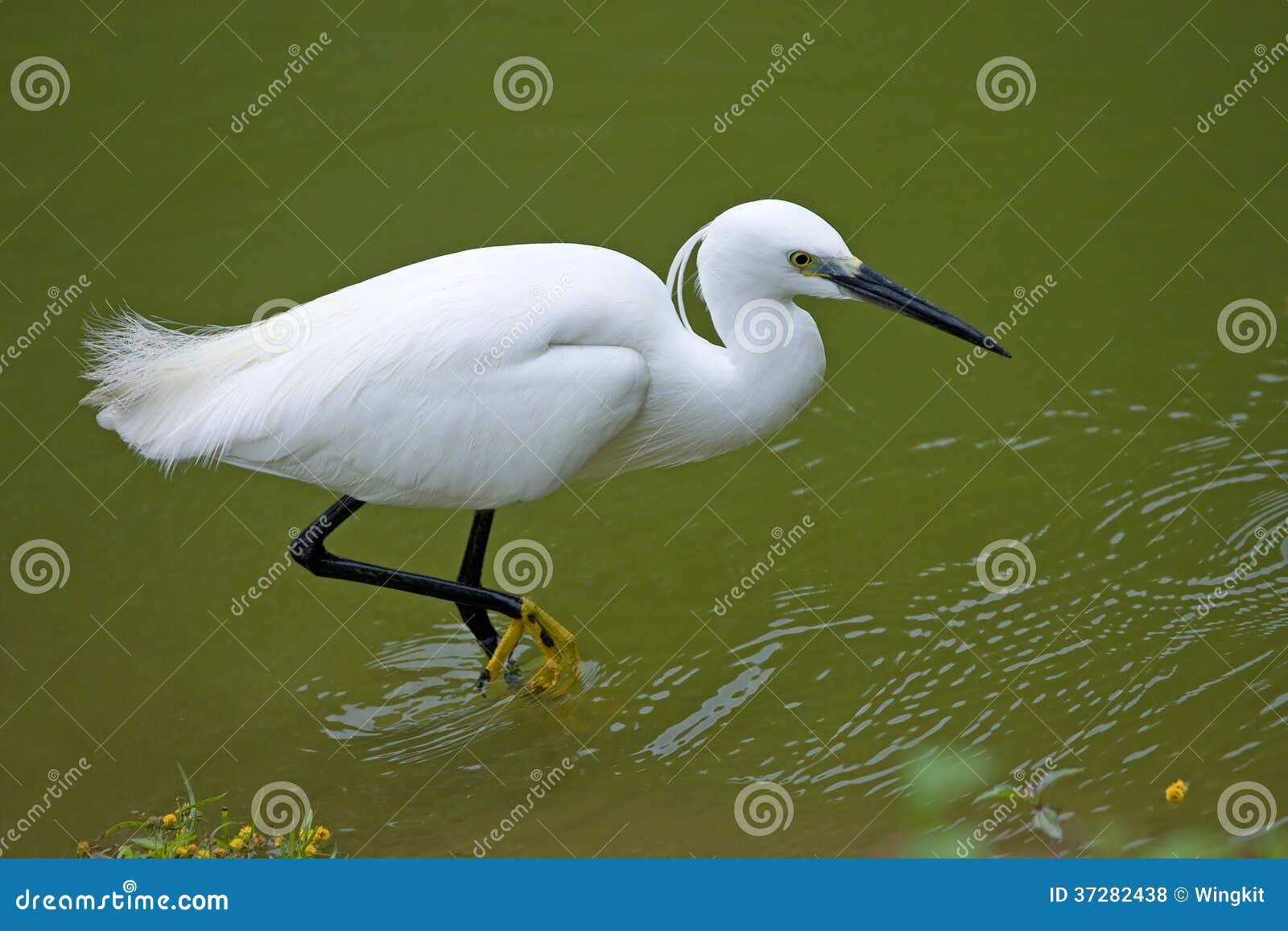 Little Egret stock photo. Image of black, natural, environment - 37282438