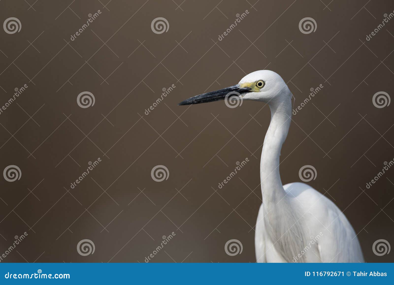 The Little Egret stock image. Image of family, gray - 116792671