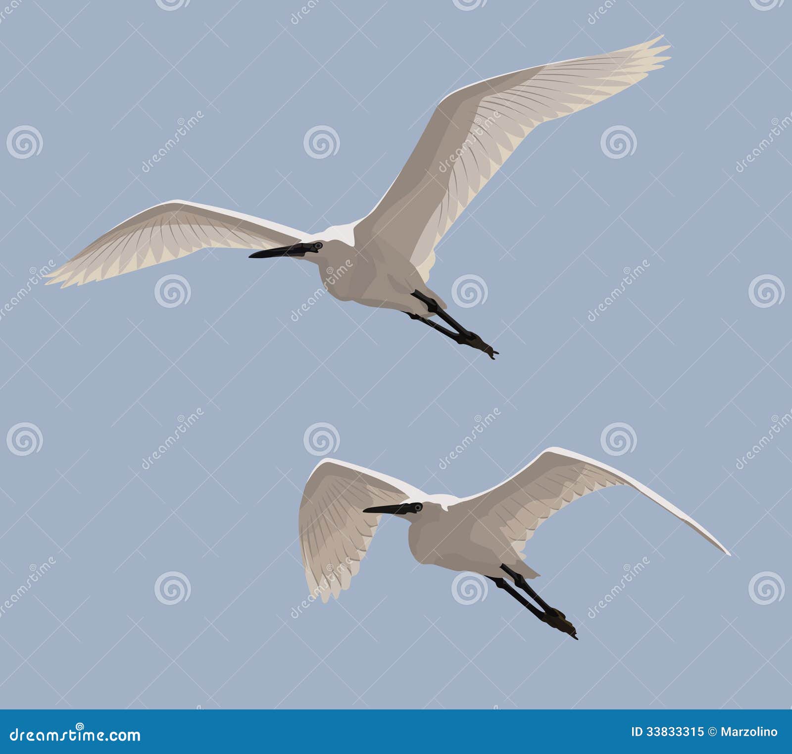 Little Egrets stock vector. Illustration of nature, flying - 33833315