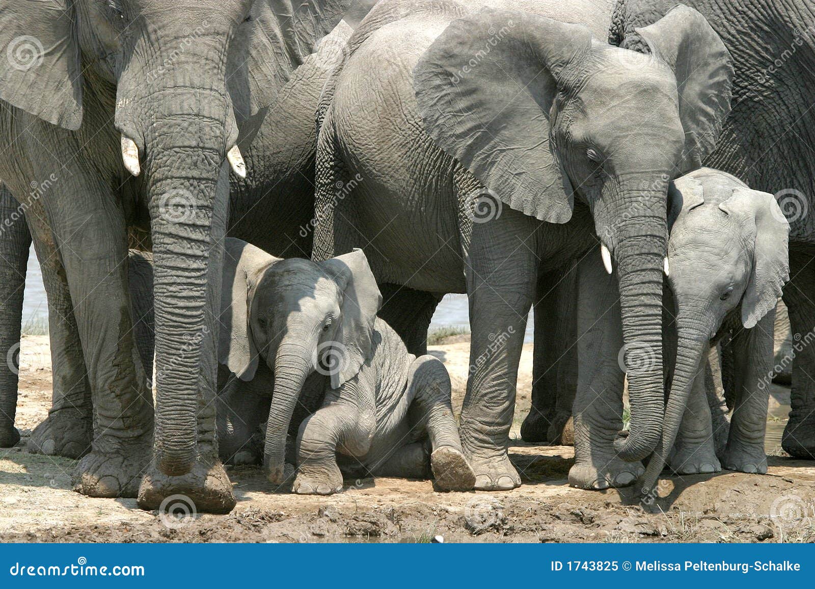 Little elephant stock image. Image of bush, africa, etosha - 1743825