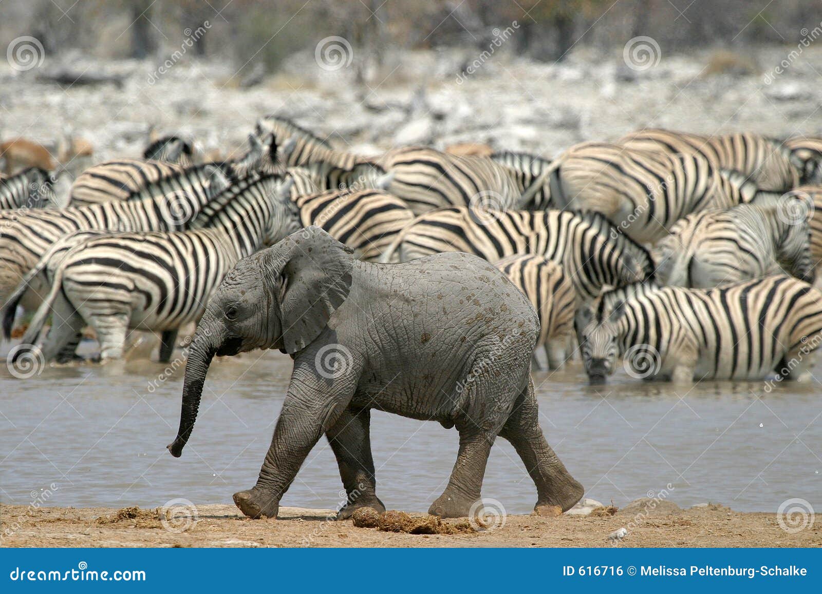 Little elephant stock photo. Image of africa, zebra, wildlife - 616716