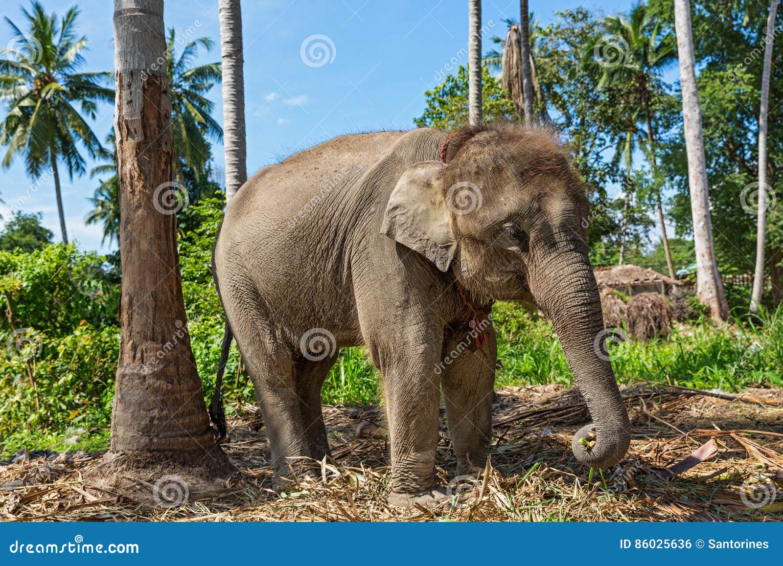 Little elephant eats stock photo. Image of little, climate - 86025636