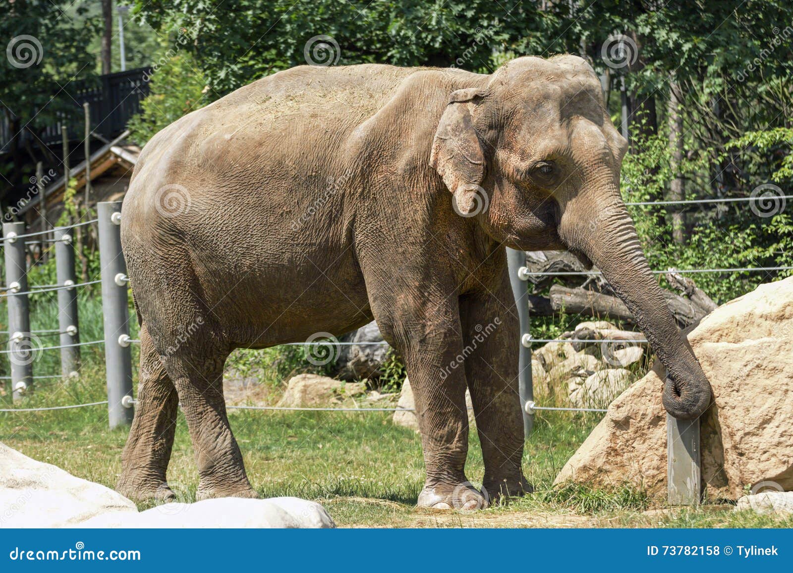 Little elephant stock photo. Image of mammal, young, baby - 73782158