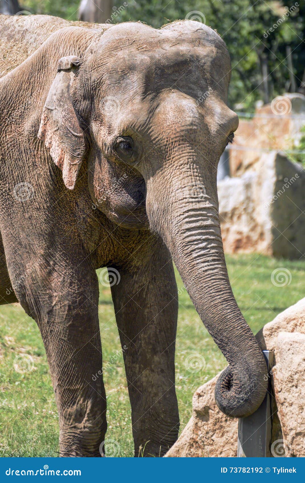 Little elephant stock photo. Image of elephas, food, asia - 73782192
