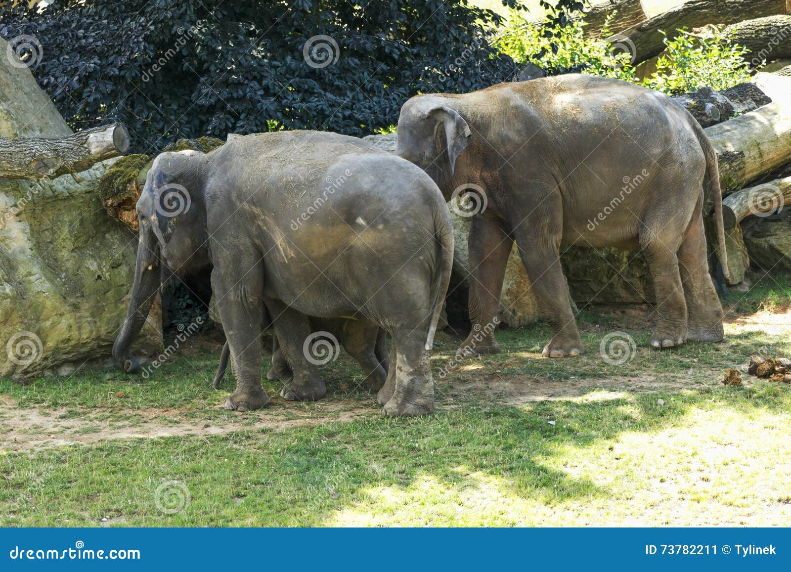 Little elephant stock image. Image of asian, animal, india - 73782211