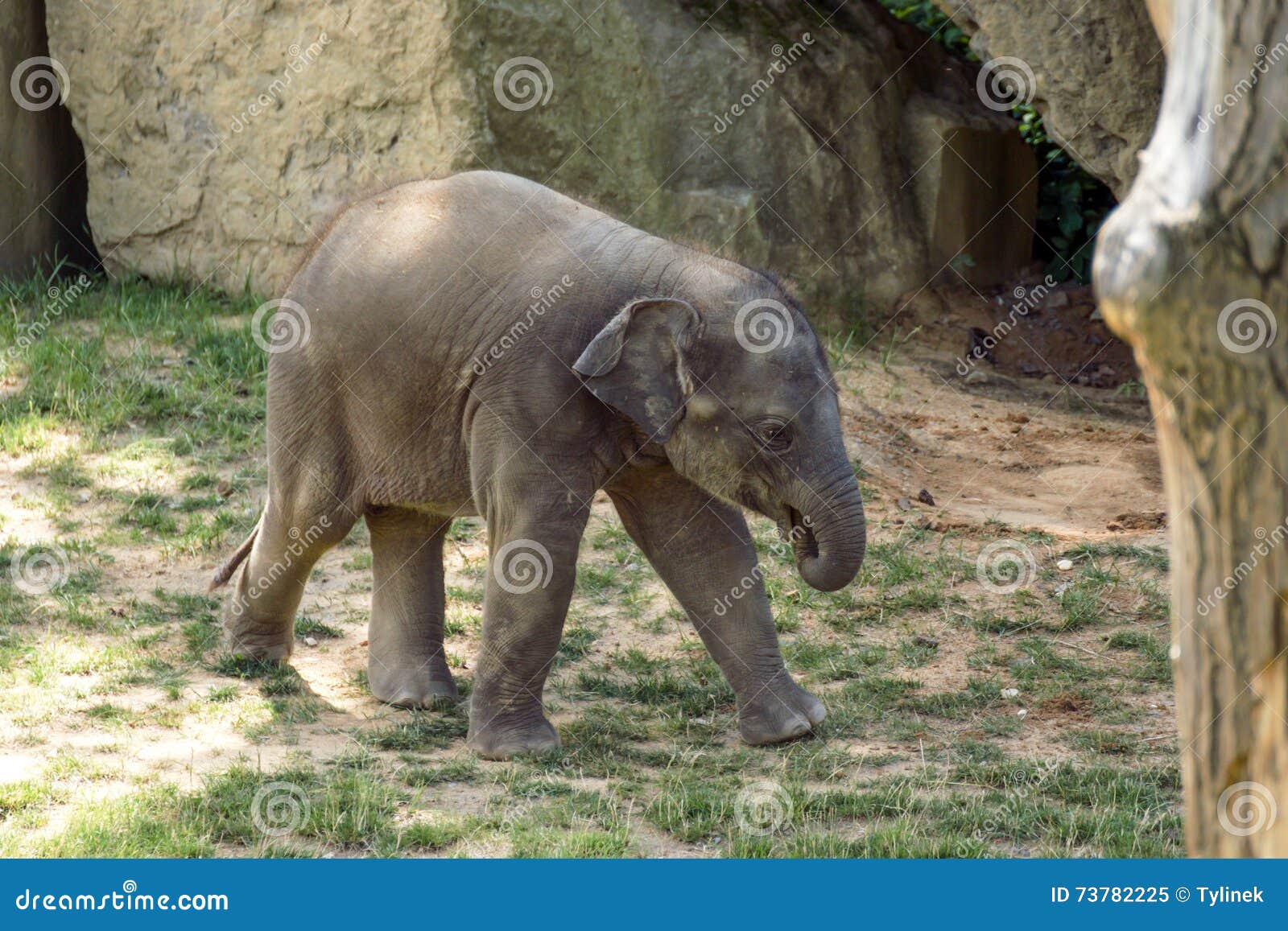 Little elephant stock image. Image of food, mammal, asian - 73782225