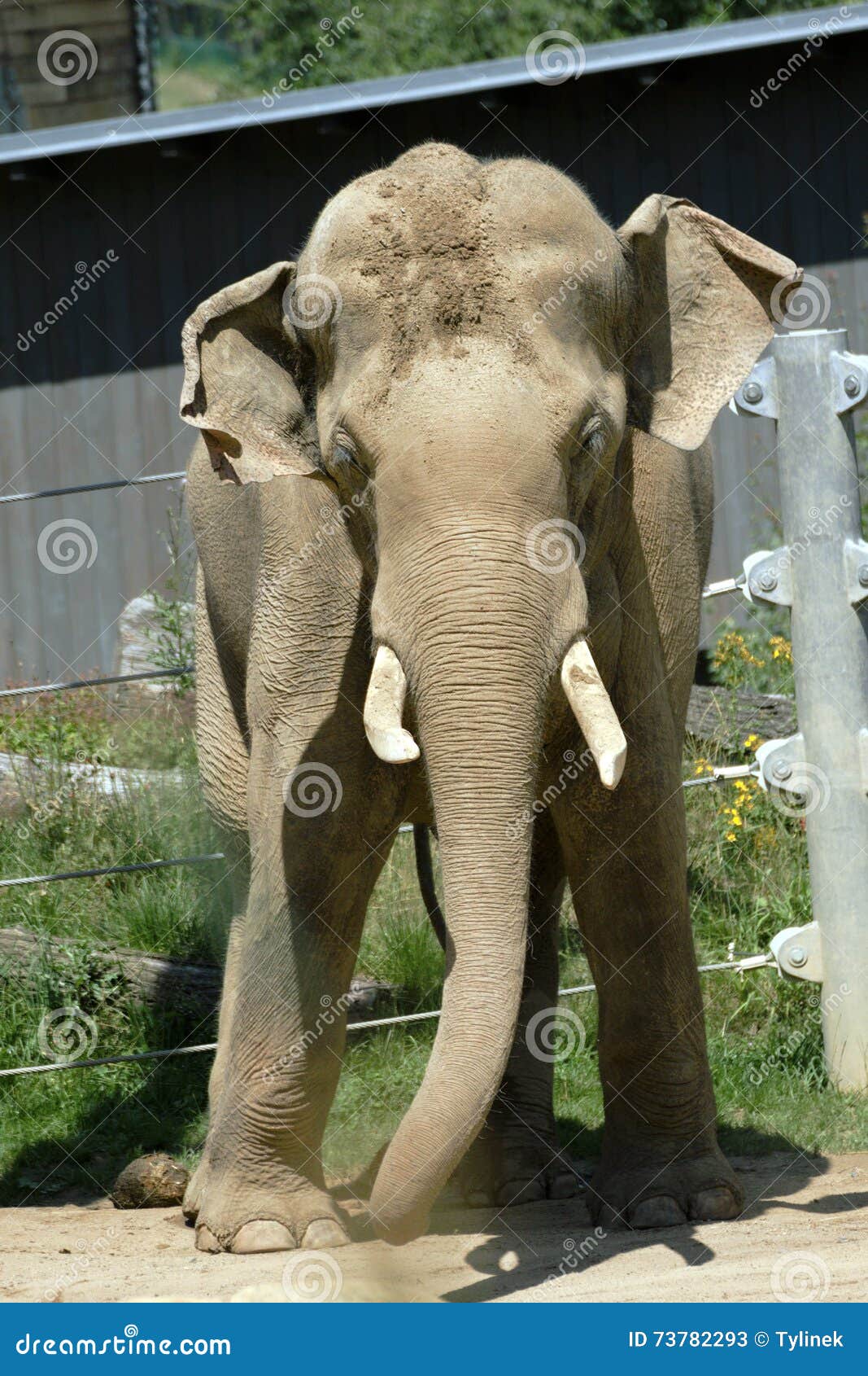 Little elephant stock image. Image of animals, asian - 73782293
