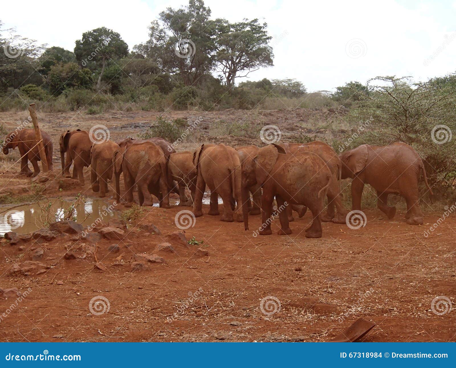Little Elephant Walk in a Column Stock Photo - Image of head, strong ...
