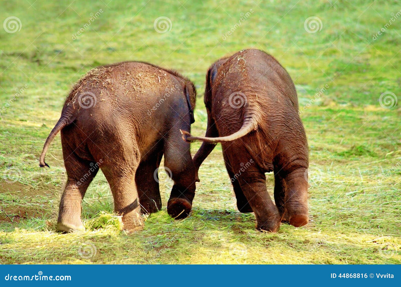 Little elephants stock photo. Image of activity, plant - 44868816