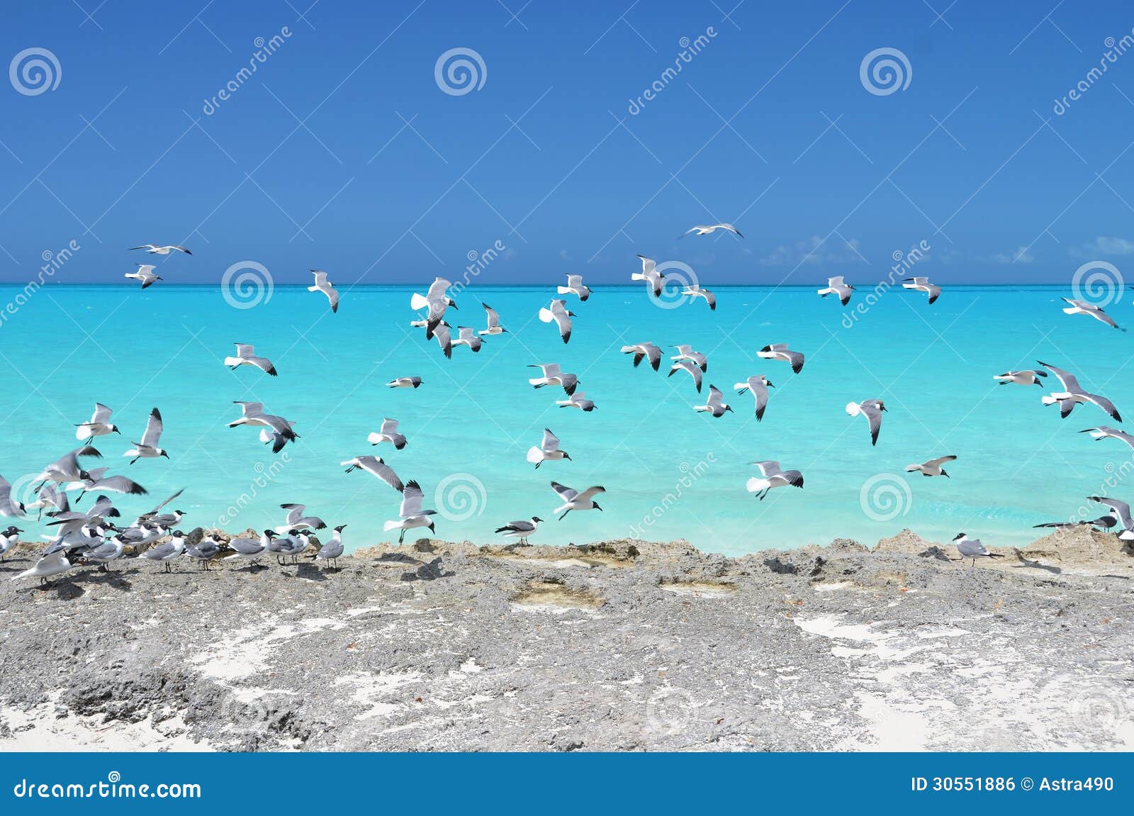 Little Exuma, Bahamas stock photo. Image of shore, bird - 30551886