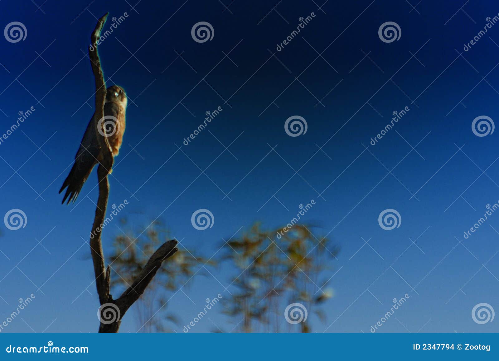 Little Falcon stock photo. Image of bird, prey, eagle - 2347794